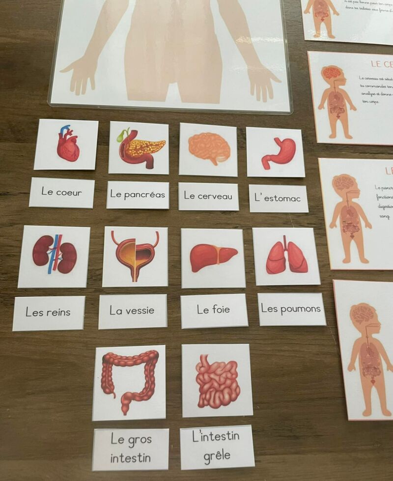 Les organes du corps humain – Apprendre Simplement