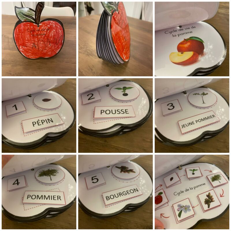 La pomme – Apprendre Simplement